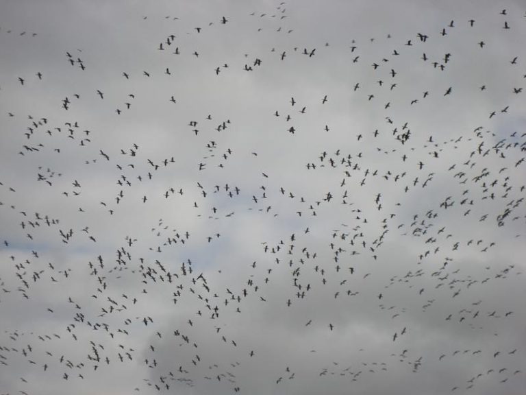 Migrations d'oiseaux sauvages : premiers vols - Gwendreams Quebec