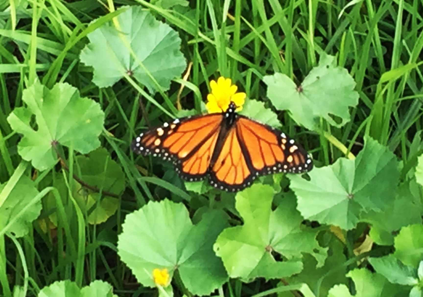 Aujourd'hui, j'ai sauvé la vie d'un monarque - Gwendreams